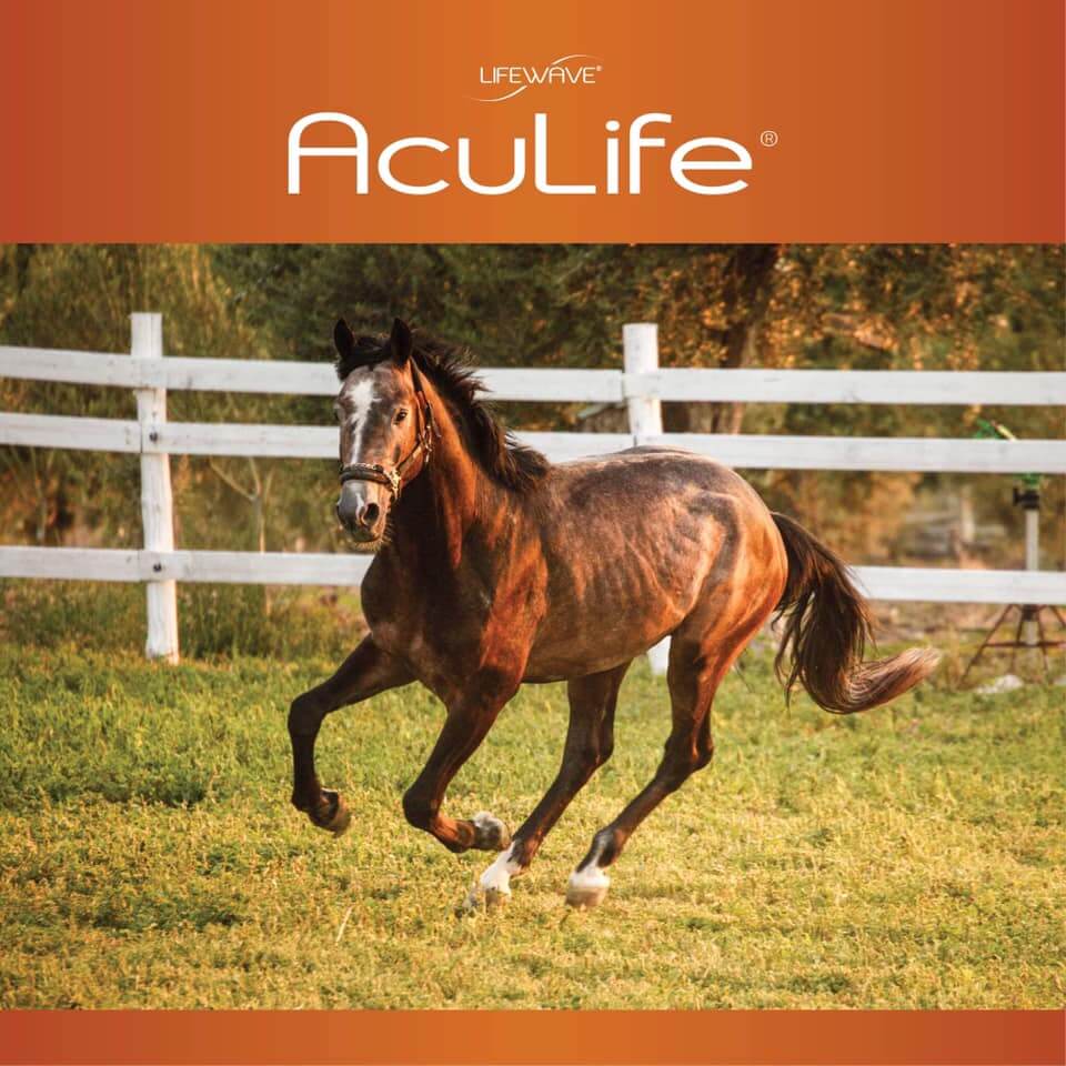 Pain And Inflammation Relief Acu Life Patches For Horses– Valle Mystic